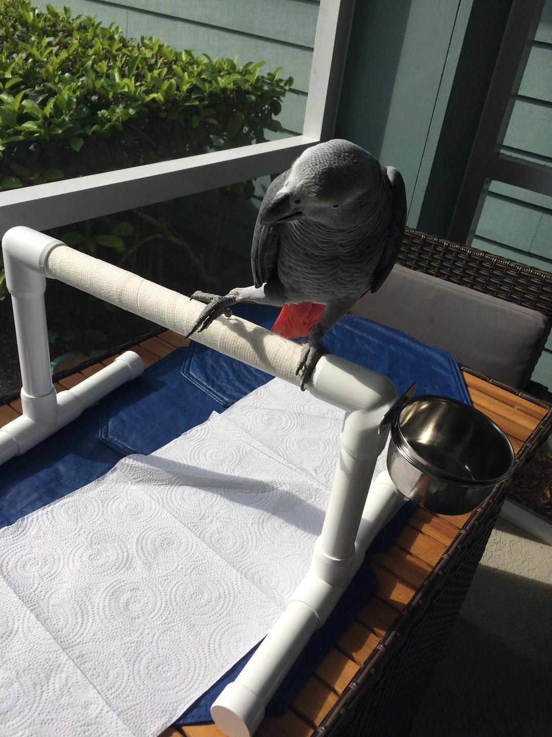 THE MOVER Large: Portable Parrot Perch W/ Cup for Amazons, Cockatoos ...