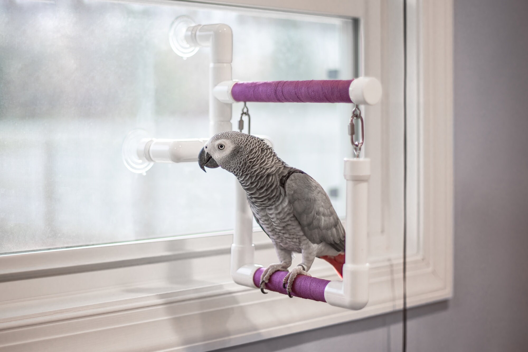 Shower/window Perch W/ Optional Swing - Medium - Etsy