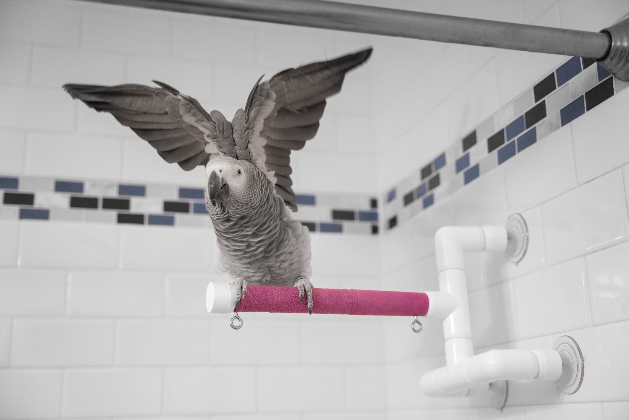 Shower/window Perch W/ Optional Swing - Medium - Etsy