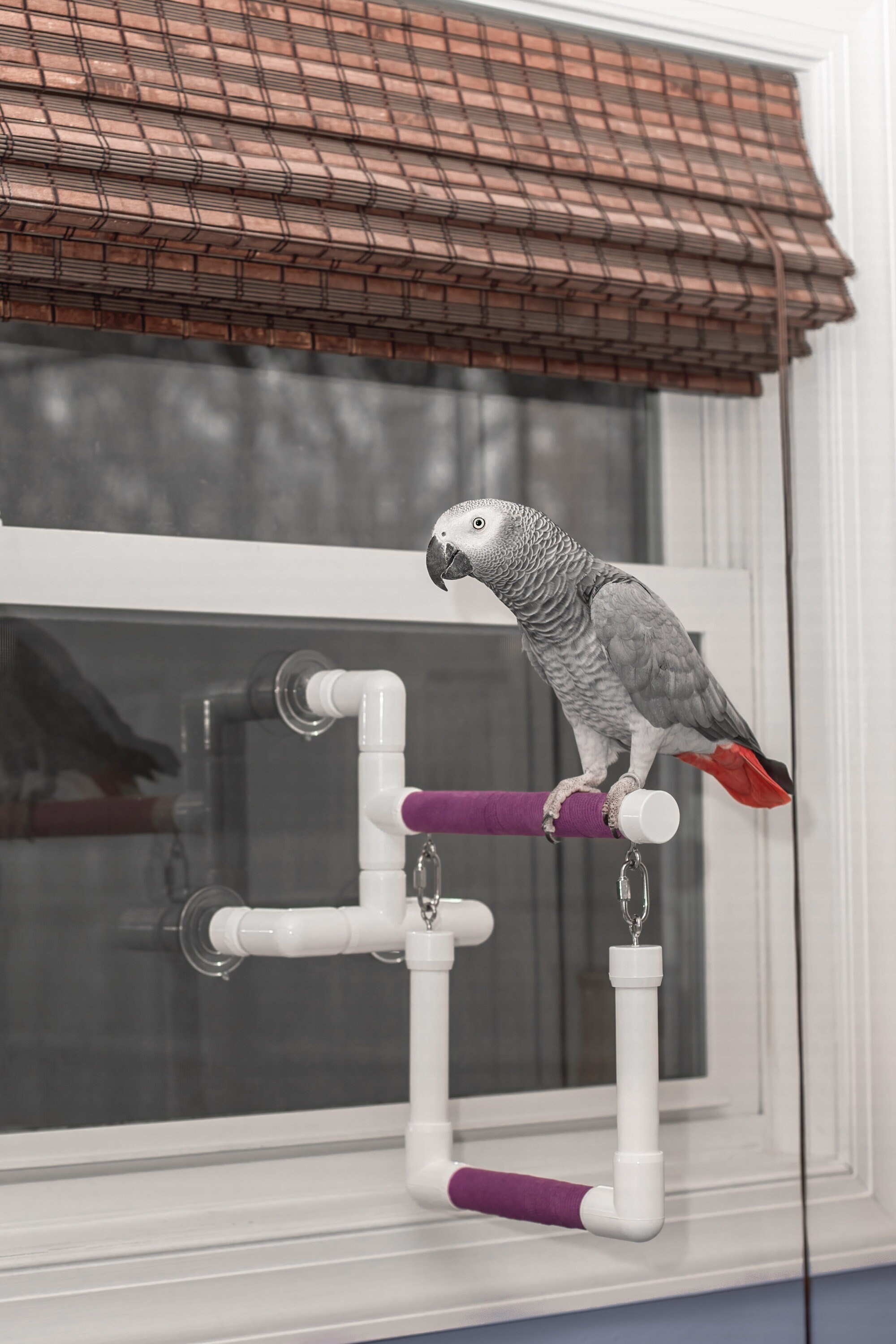 Shower/window Perch W/ Optional Swing - Medium - Etsy