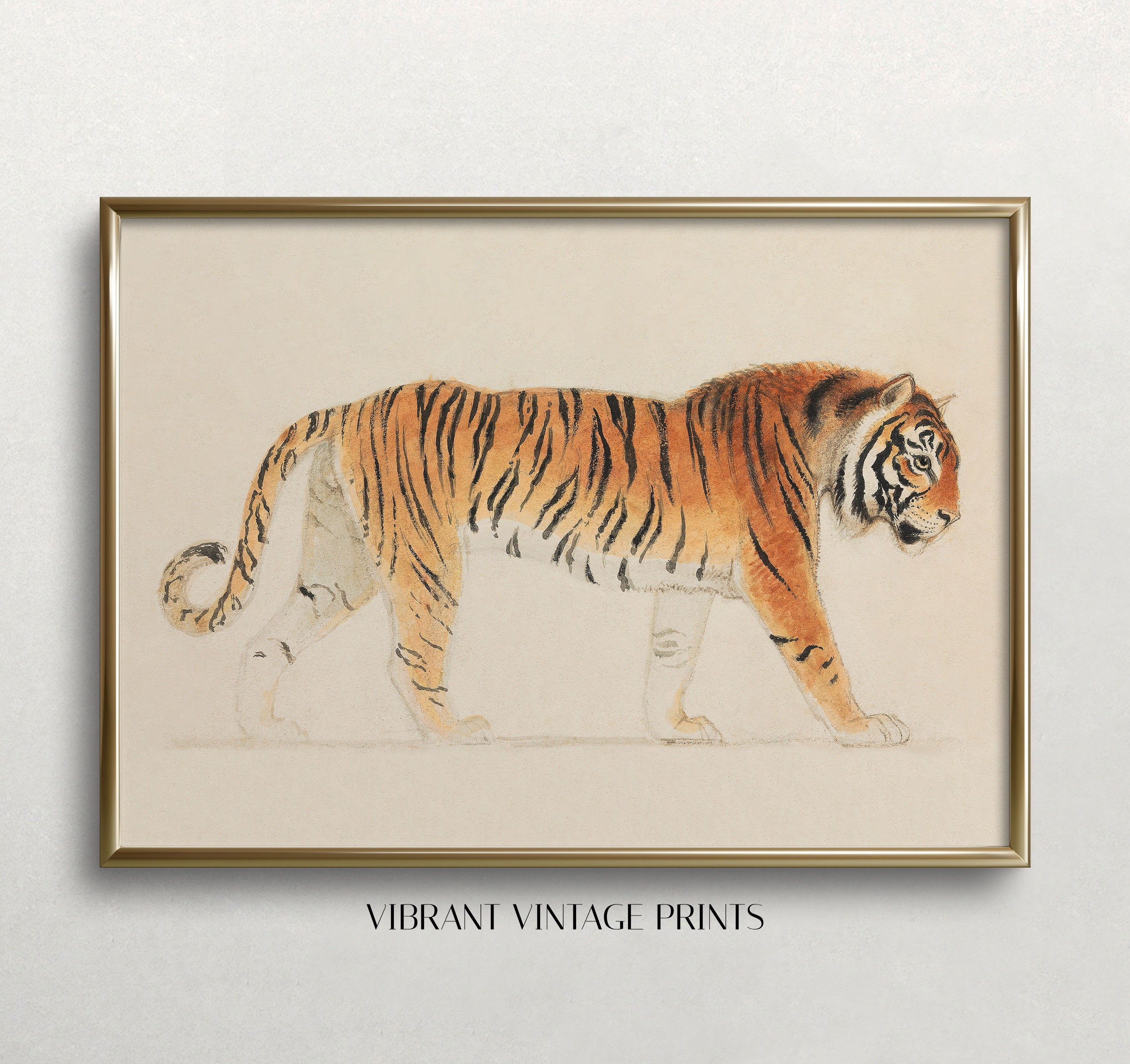 Vintage Tiger Drawing