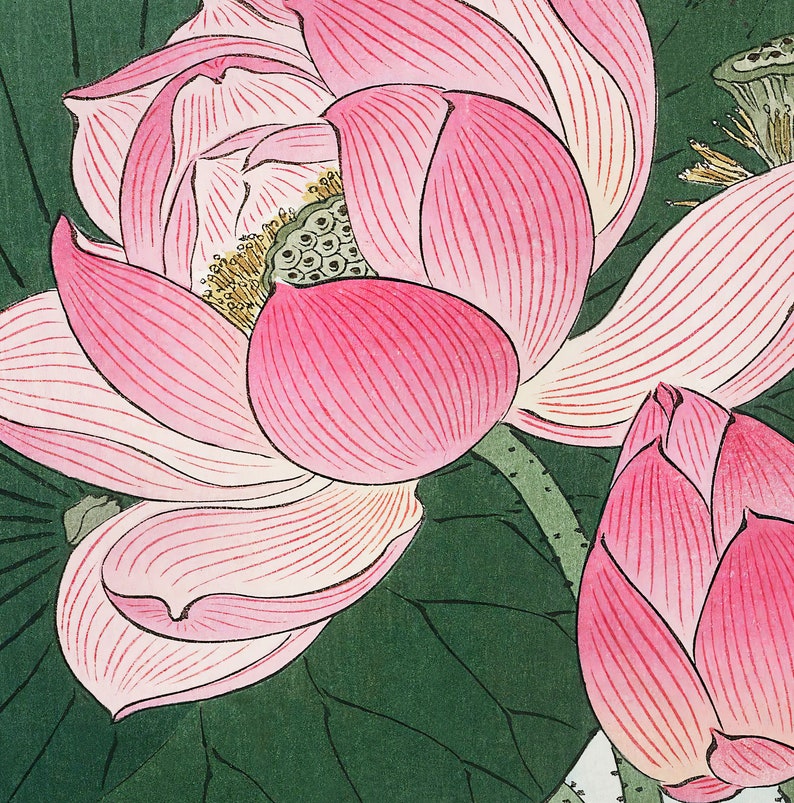 Vintage Japanese Lotus Flower Art Print: Antique Pink Floral Wall Decor ...