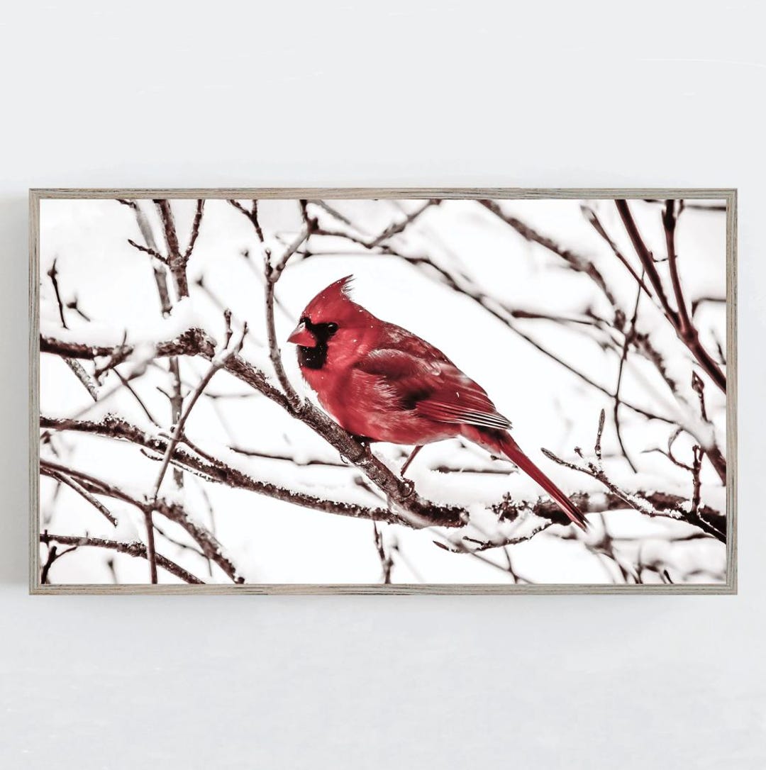 Cardinal Frame TV, Christmas Frame TV, Christmas Wall Art, Cardinal ...