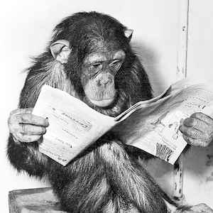 Chimpanzee Reading Newspaper, Black and White Art, Vintage Wall Art ...