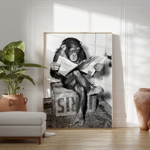 Chimpanzee Reading Newspaper, Black and White Art, Vintage Wall Art ...