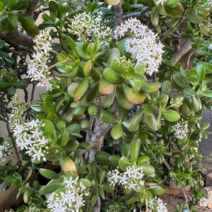 3 Cuts of 56 Tall Jade Plant/ Jade Plant/ Lucky Plant/ Succulents/money ...