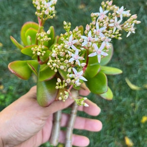 3 Cuts of 56 Tall Jade Plant/ Jade Plant/ Lucky Plant/ Succulents/money ...