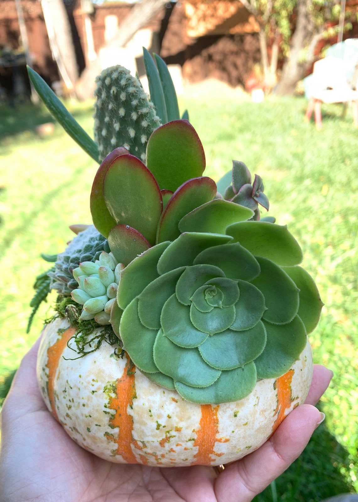 Stripped Succulent Pumpkin/ Fall Decorations/ Pumpkins/ Thanksgiving ...
