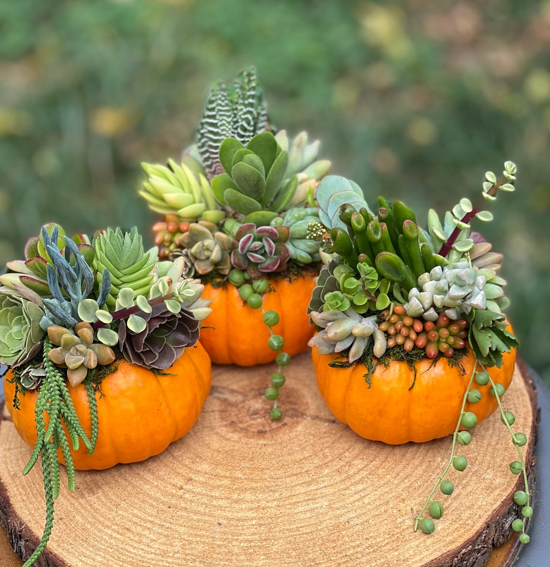A Set of 3 Succulent Pumpkins/ Thanksgiving Decor/ Pumpkins ...