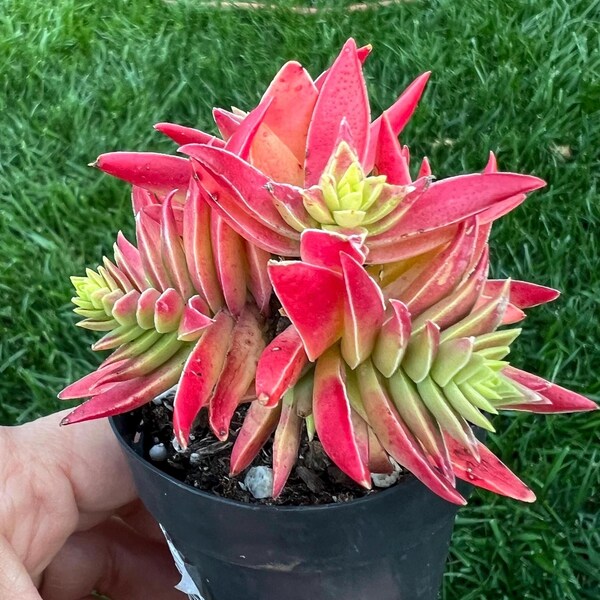 Red Pagoda Crassula - Etsy