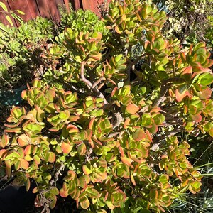 3 Cuts of 56 Tall Jade Plant/ Jade Plant/ Lucky Plant/ Succulents/money ...