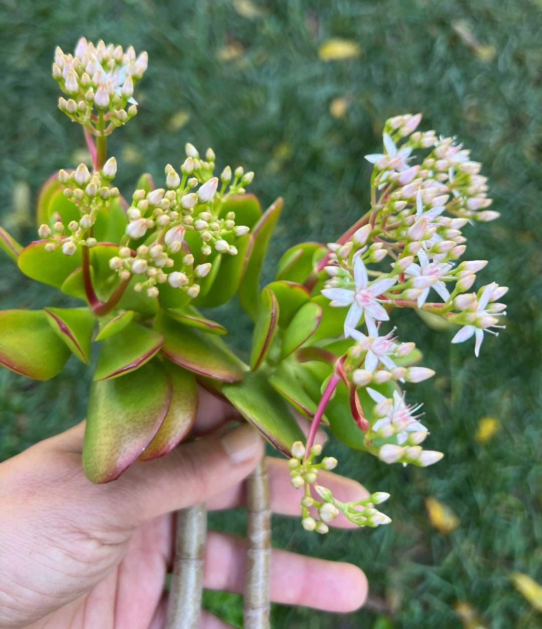 3 Cuts of 56 Tall Jade Plant/ Jade Plant/ Lucky Plant/ Succulents/money ...