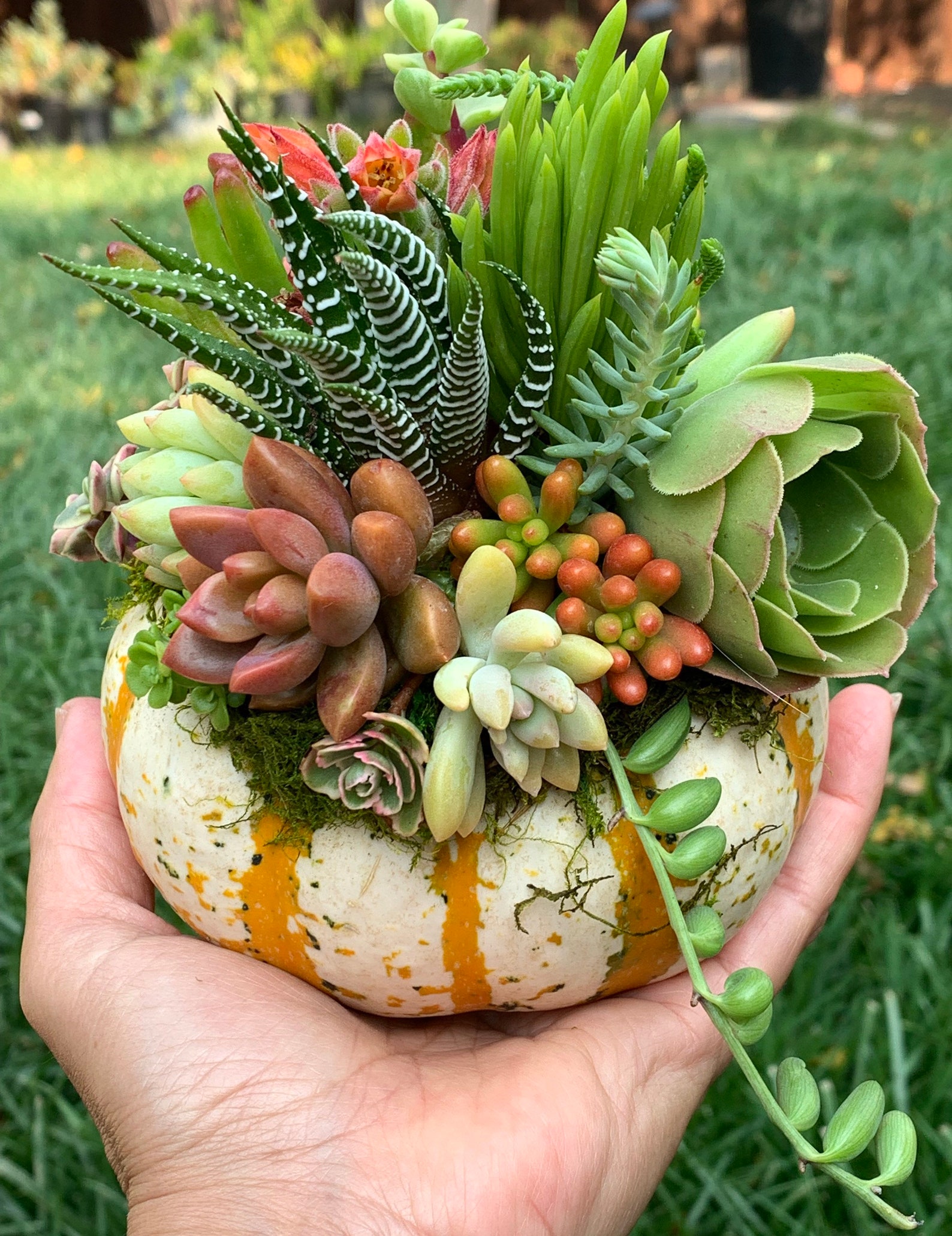 Stripped Succulent Pumpkin/ Fall Decorations/ Pumpkins/ Thanksgiving ...