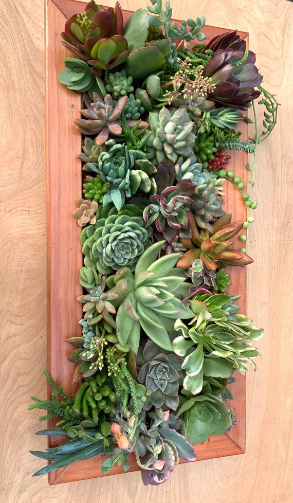 Succulent Frame Framed 3D Succulent Flower Wall Art Home Decor