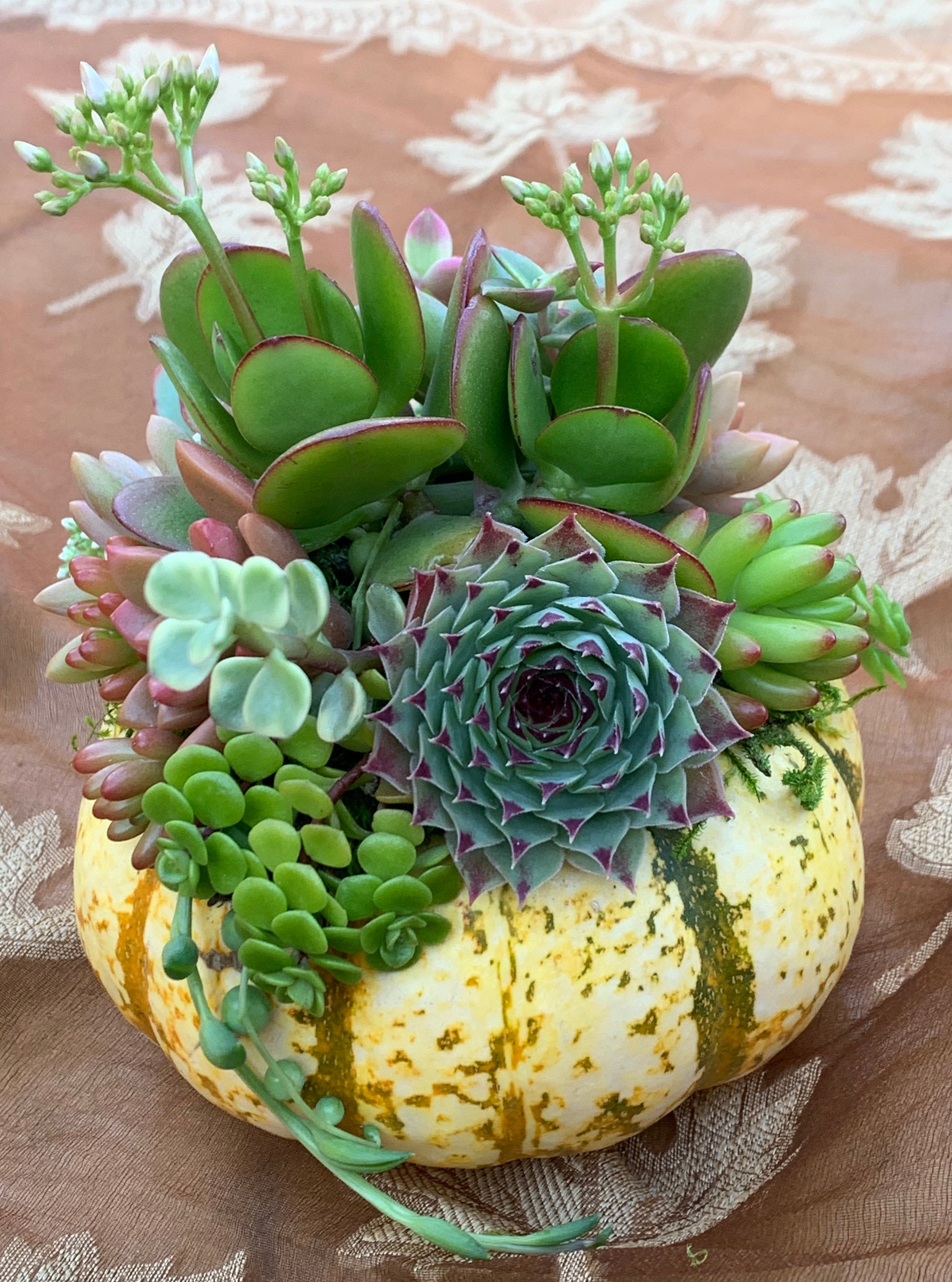 Stripped Succulent Pumpkin/ Fall Decorations/ Pumpkins/ Thanksgiving ...