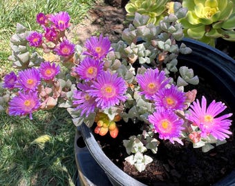 Pink Ice Plant Vigye Sandston Oscularia Deltoides Live Succulent Plant ...