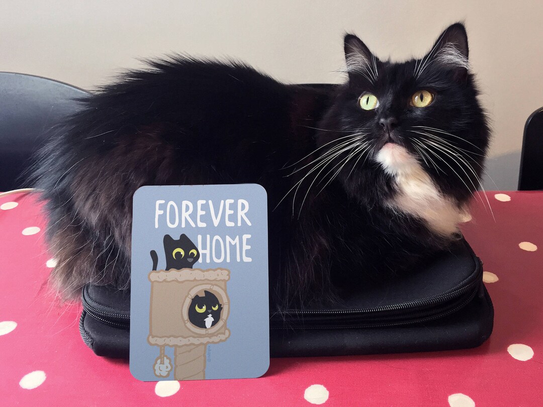 Cat Milestone Cards Set, Pack of 10 Cat Milestone Cards, Cat Moment ...