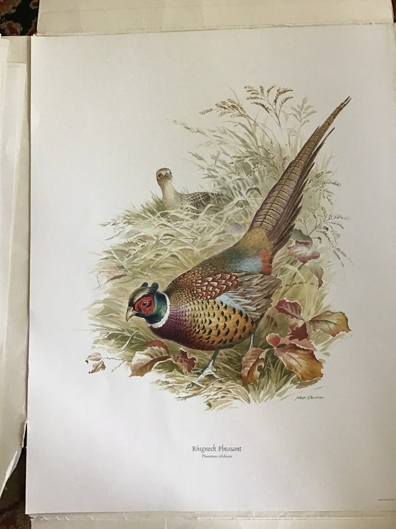 Vintage Field and Stream GAME BIRD PORTFOLIO Ned Smith | Etsy