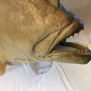 Large Halibut Real Skin Fish Mount, Coastal, Sea, Resort, Man Cave ...