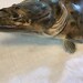 Large Halibut Real Skin Fish Mount, Coastal, Sea, Resort, Man Cave ...