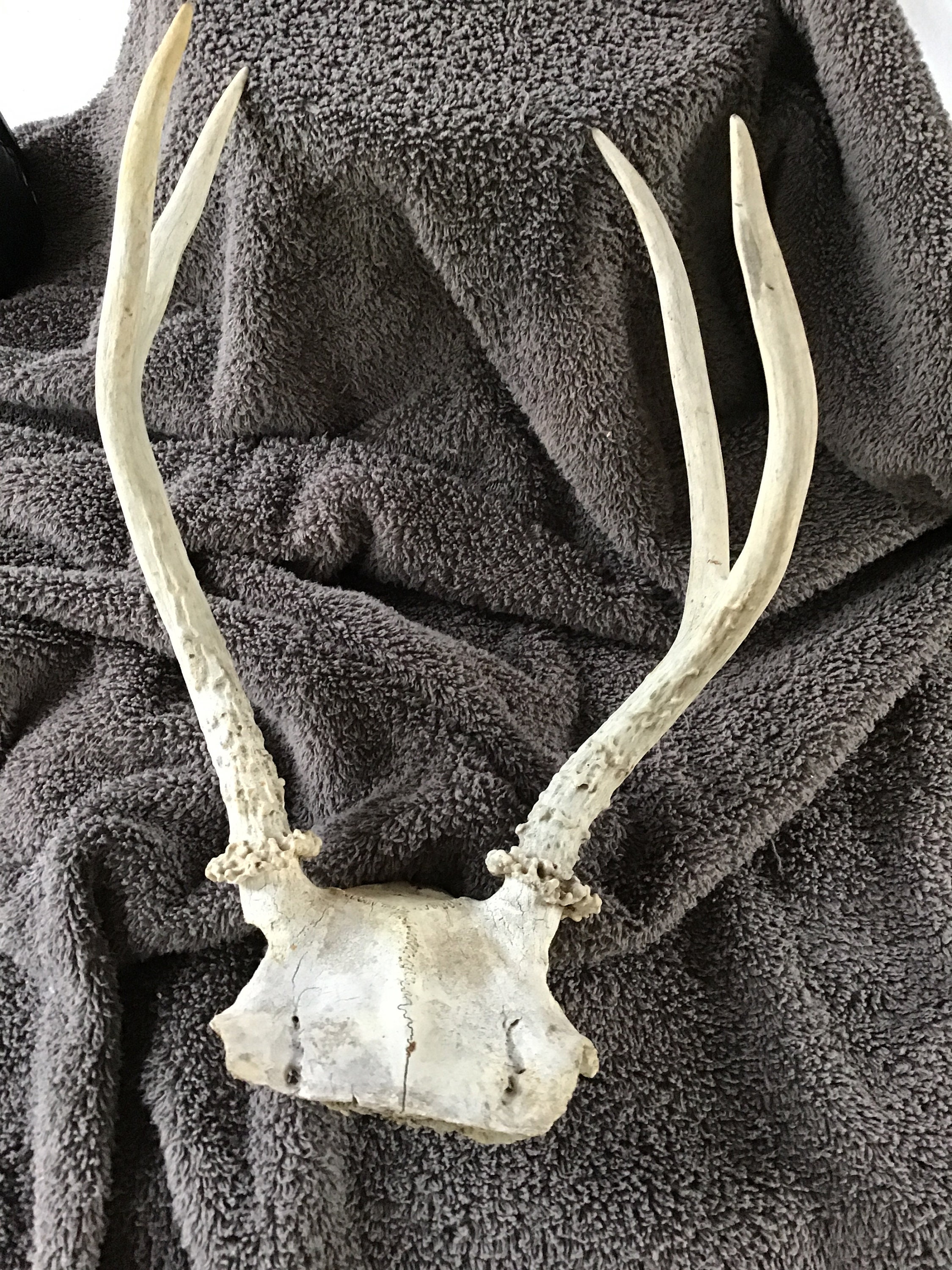Real WHITETAIL DEER ANTLERS Skull Cap 12” 4 Point Antlers, Rack, Rustic ...