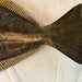 Large Halibut Real Skin Fish Mount, Coastal, Sea, Resort, Man Cave ...