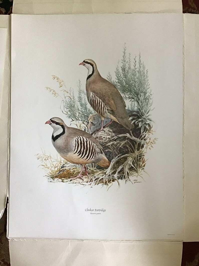 Vintage Field and Stream GAME BIRD PORTFOLIO Ned Smith Limited Edition ...