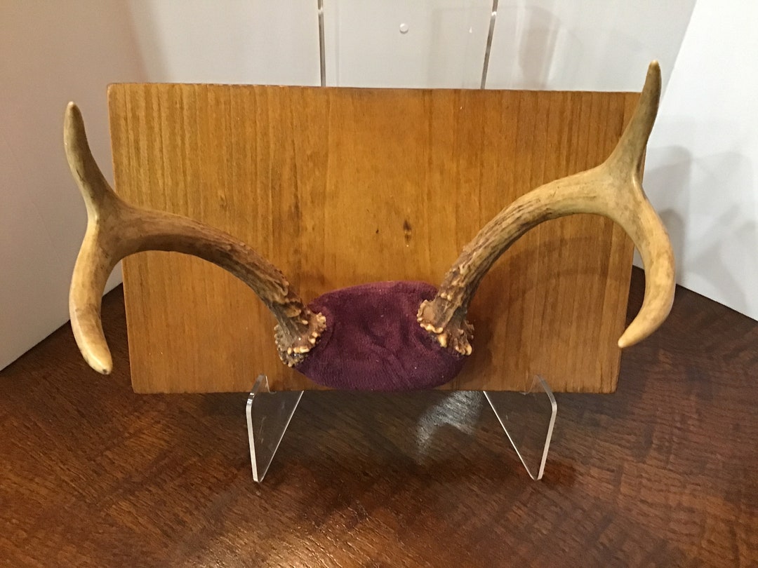 Deer Antlers Wall Mount Man Cave, Office, Cabin Decor, Hunting ...