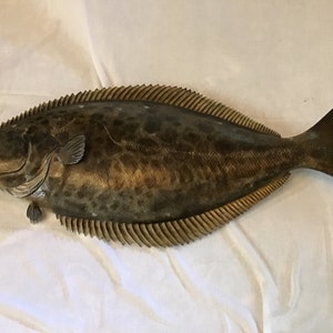 Large Halibut Real Skin Fish Mount, Coastal, Sea, Resort, Man Cave ...