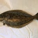 Large Halibut Real Skin Fish Mount, Coastal, Sea, Resort, Man Cave ...