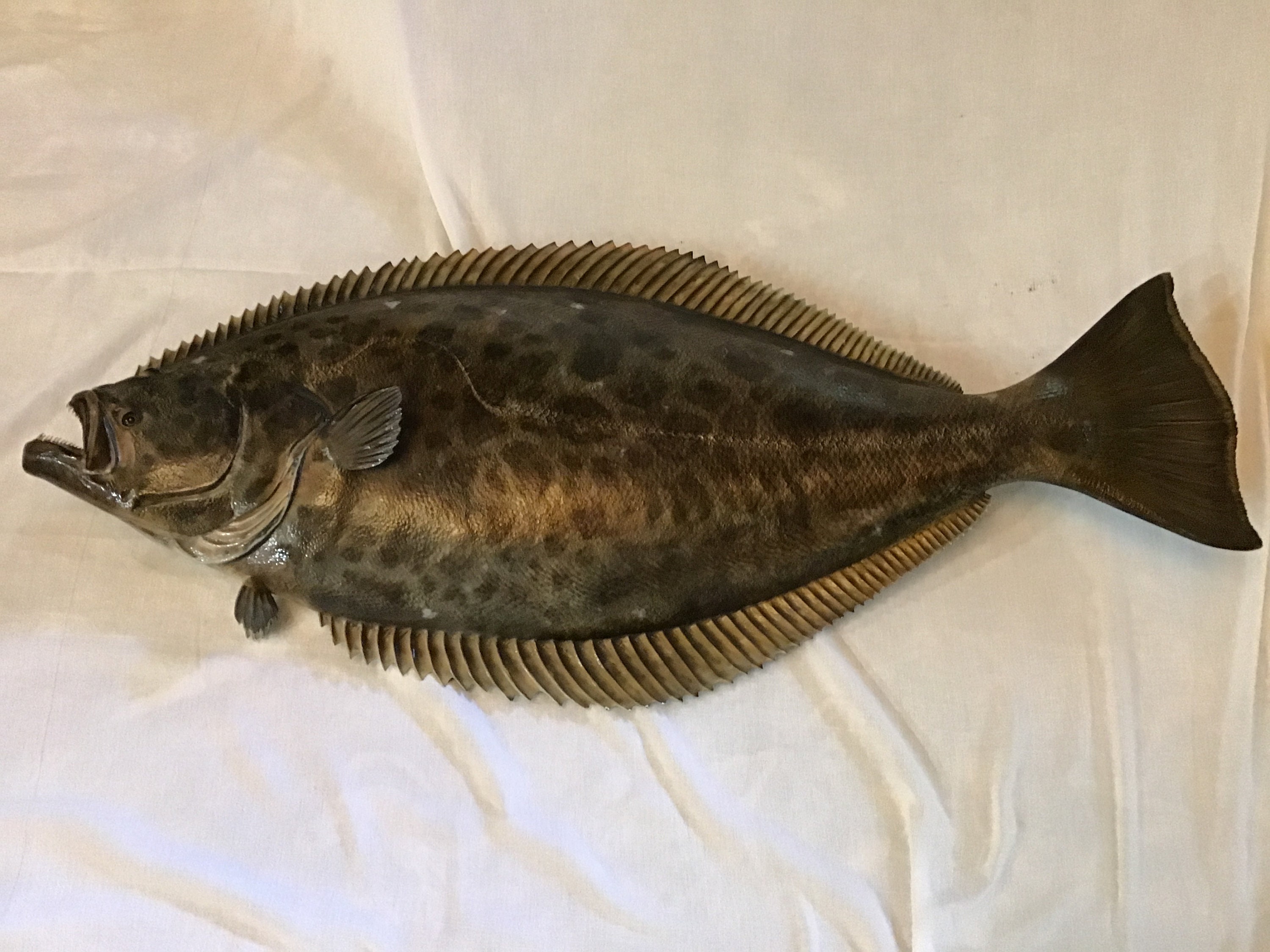 Large Halibut Real Skin Fish Mount, Coastal, Sea, Resort, Man Cave ...