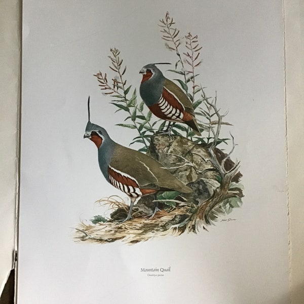 Ned Smith - Etsy