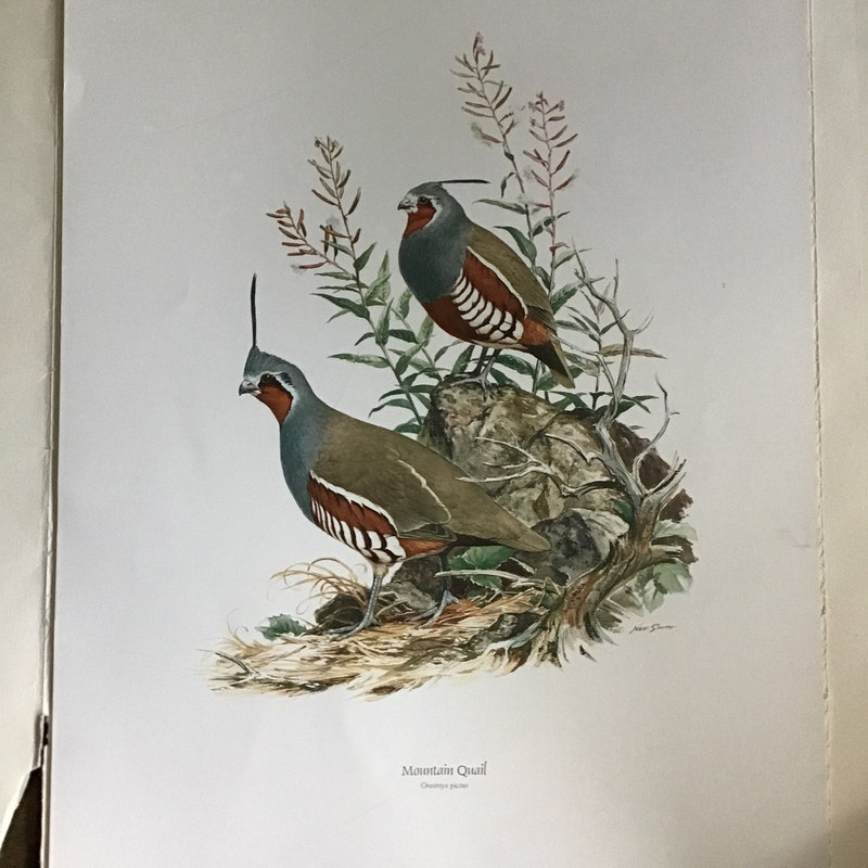 Game Birds - Etsy