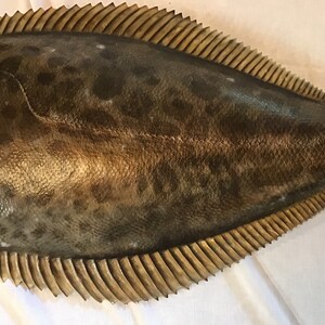 Large Halibut Real Skin Fish Mount, Coastal, Sea, Resort, Man Cave ...