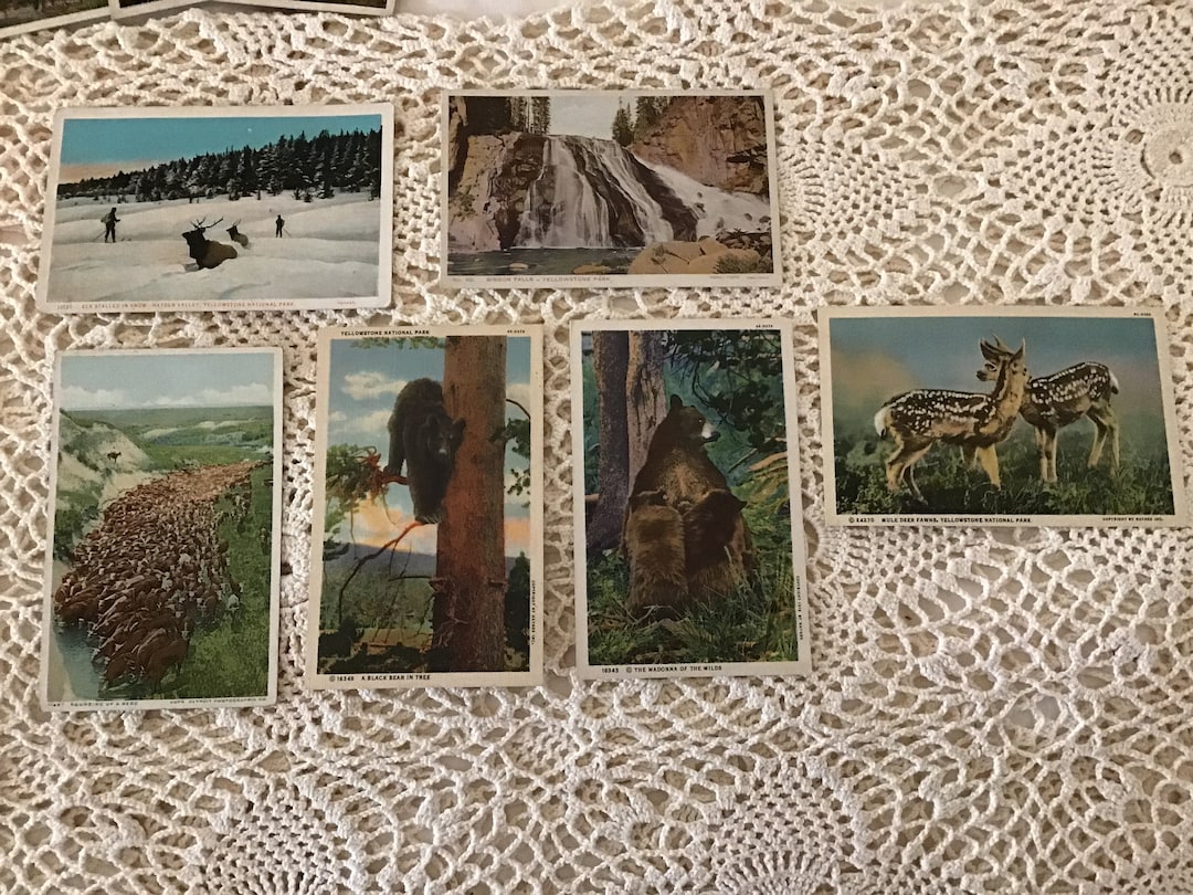 Vintage Yellowstone Post Cards, Yellowstone Souvenirs, Collectibles ...