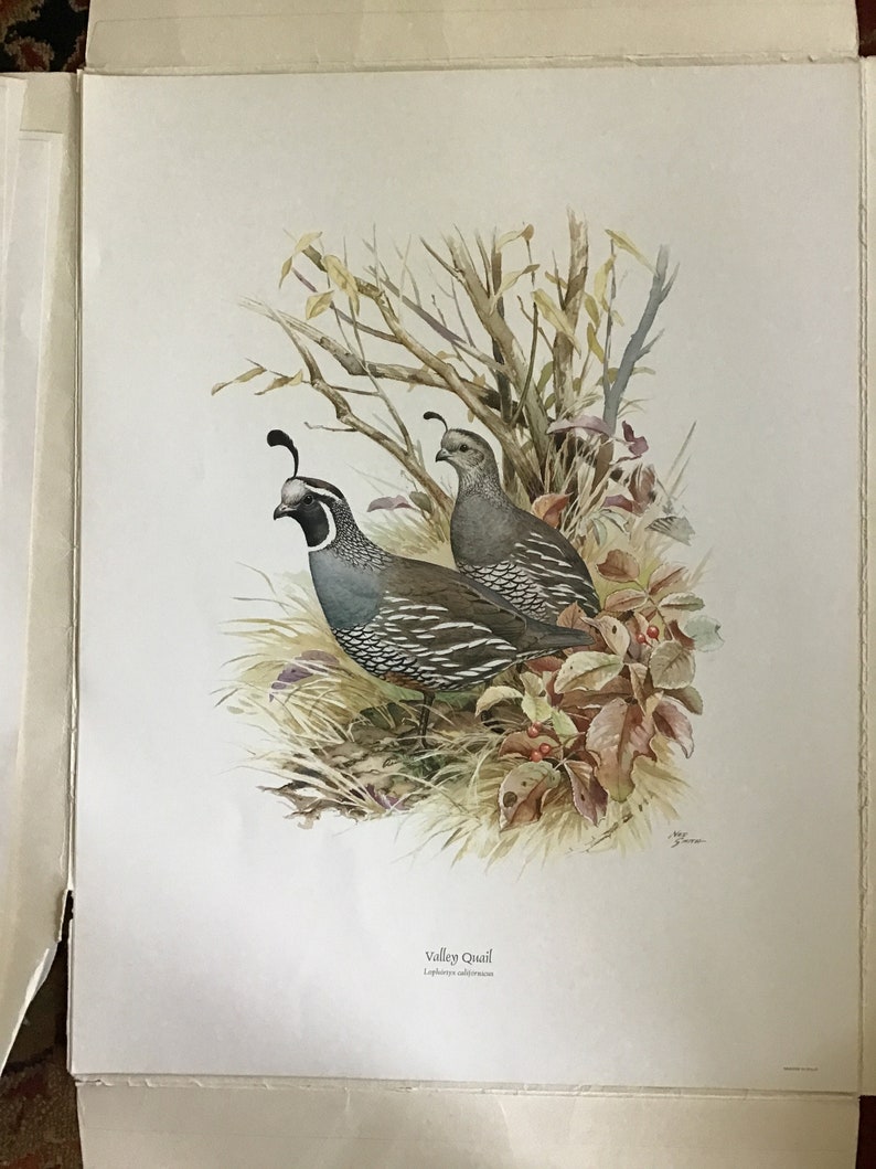 Vintage Field and Stream GAME BIRD PORTFOLIO Ned Smith Limited Edition ...