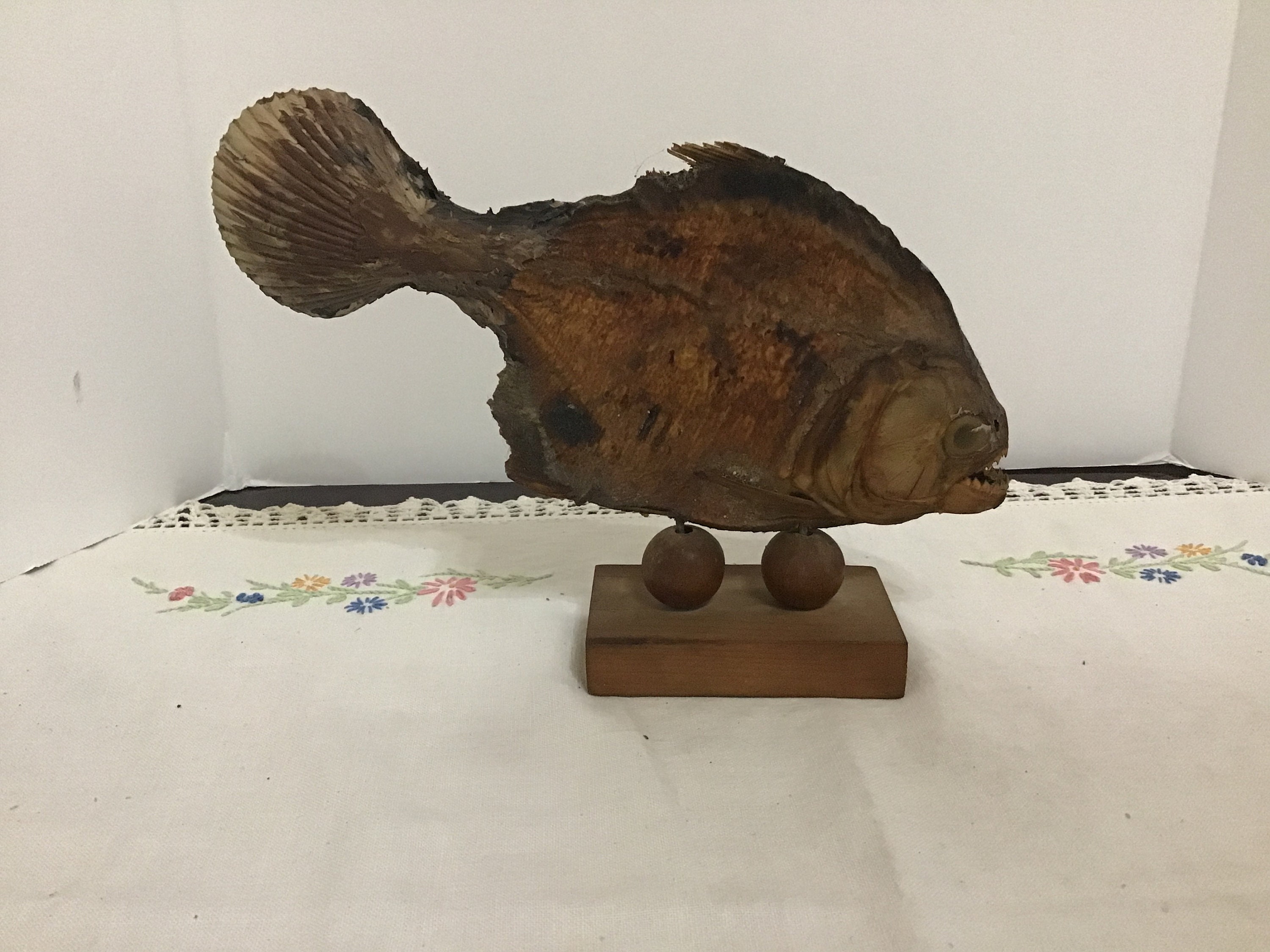 Half Snake Half Pirahna