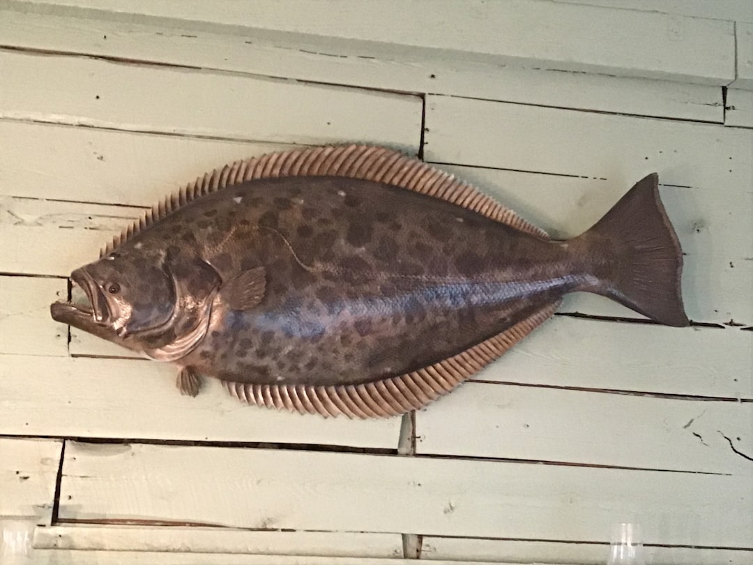 Large Halibut Real Skin Fish Mount, Coastal, Sea, Resort, Man Cave ...
