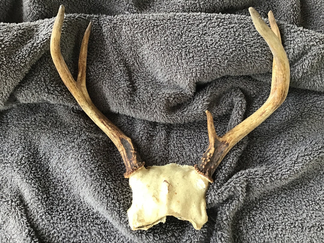 Real WHITETAIL DEER ANTLERS 11 5 Pt. Skull Cap Mount Cabin - Etsy