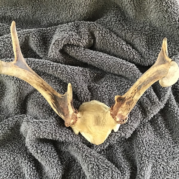 Deer Antler Skull Cap Mount - Etsy