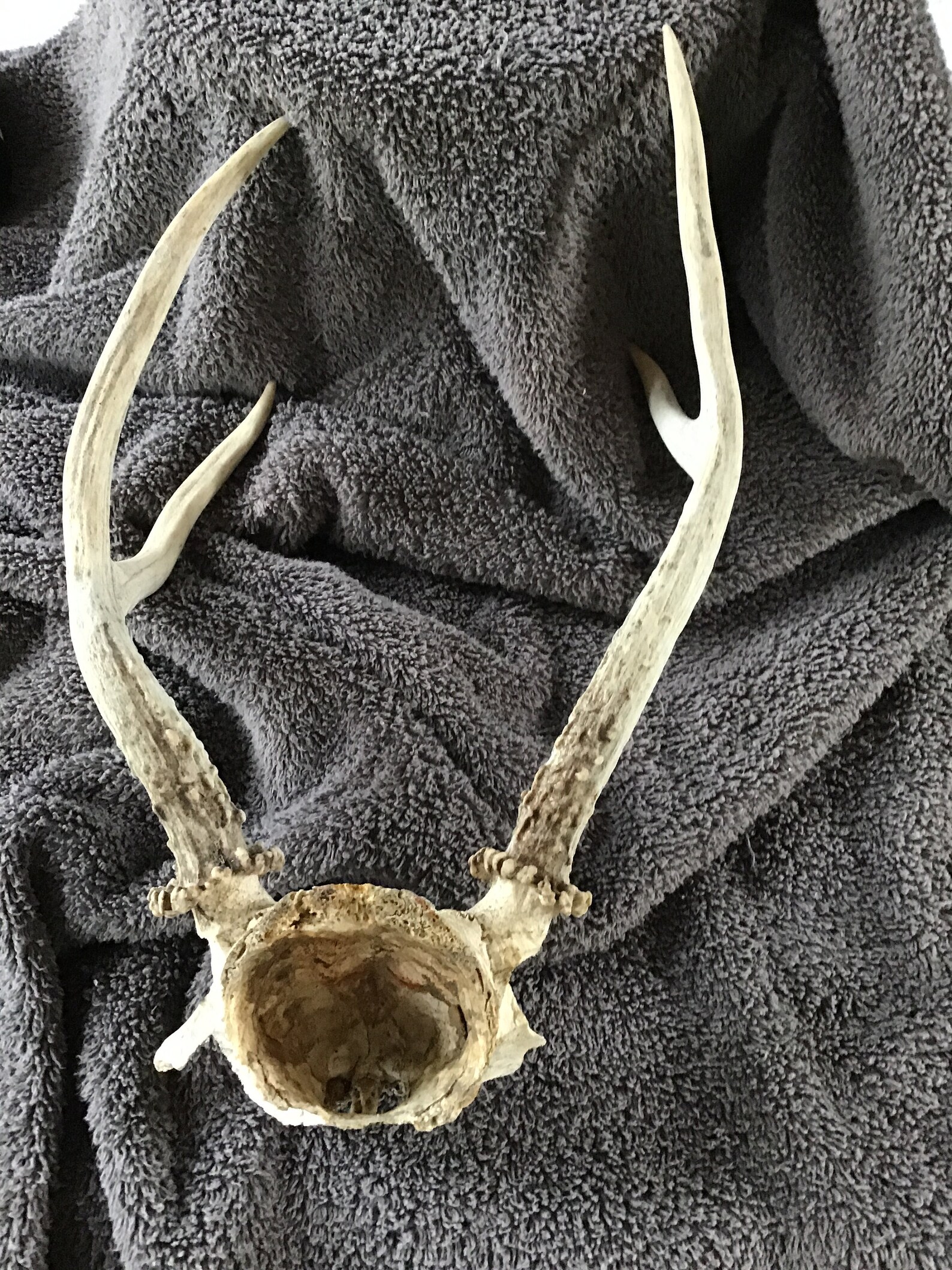 Real WHITETAIL DEER ANTLERS Skull Cap 12” 4 Point Antlers, Rack, Rustic ...