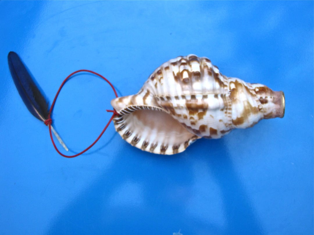 Conch Trumpet With Brass Mouthpiece - Etsy