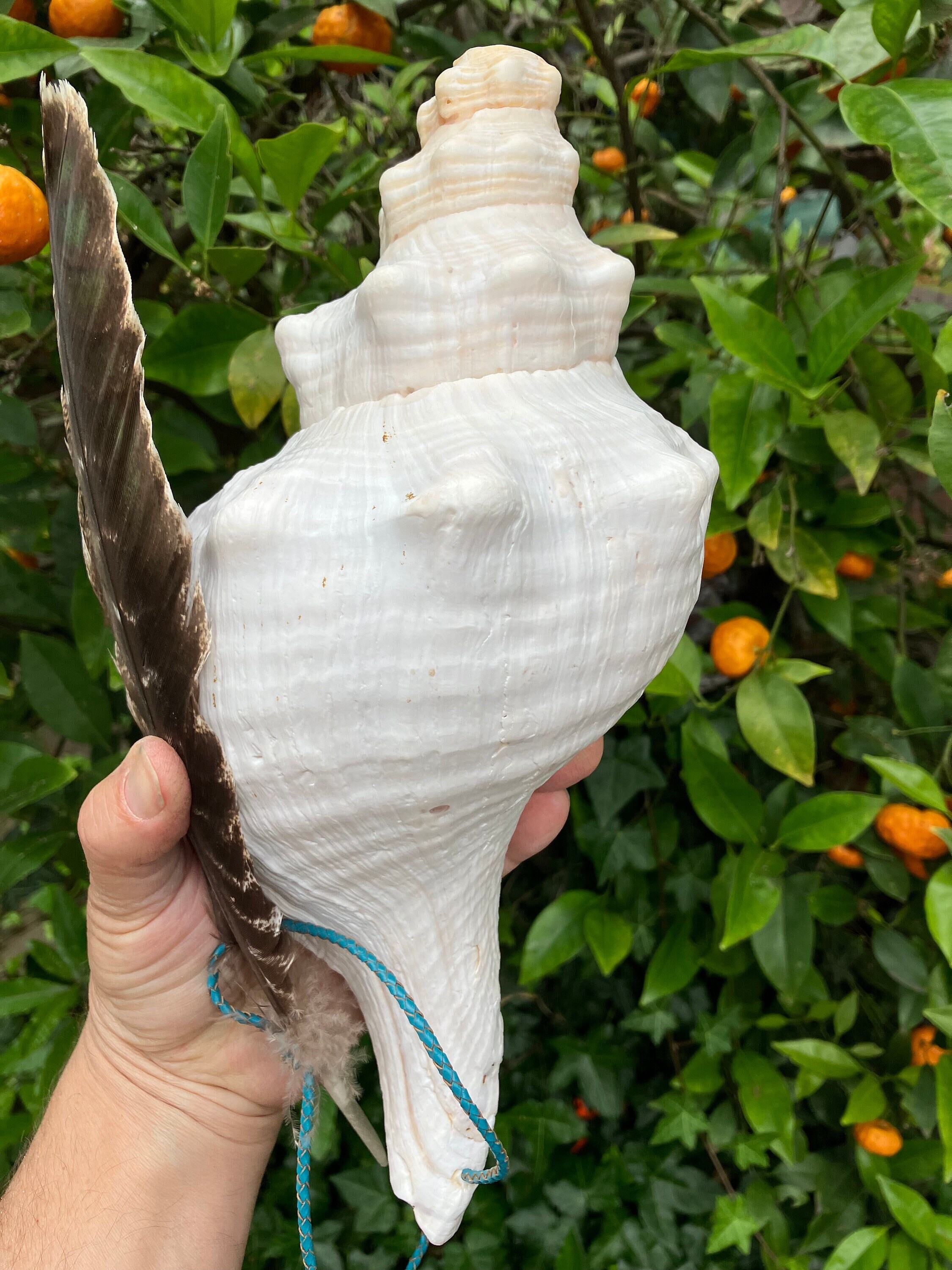 Large Conch Trumpet, Natural Mouthpiece - Etsy