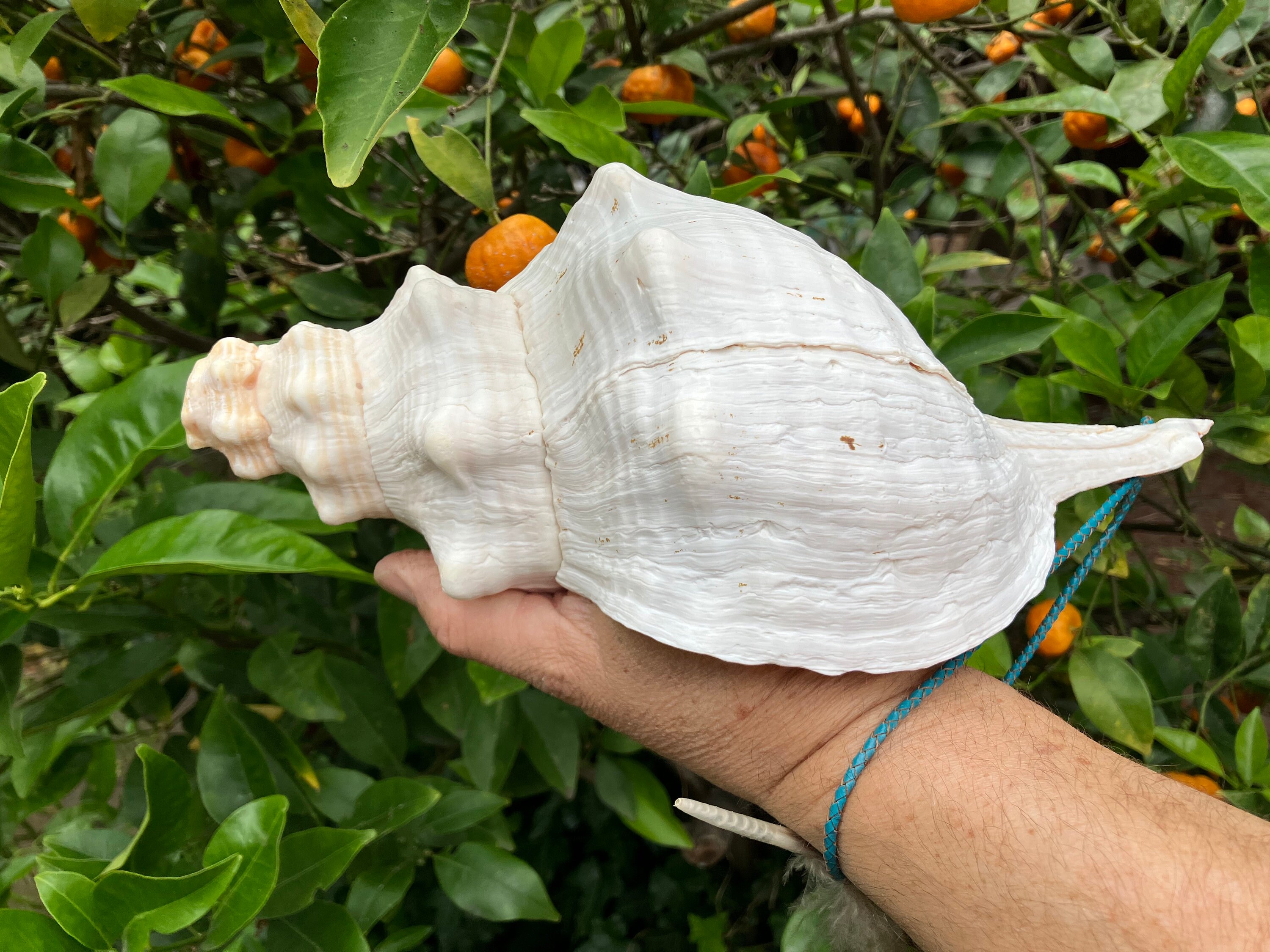 Large Conch Trumpet, Natural Mouthpiece - Etsy