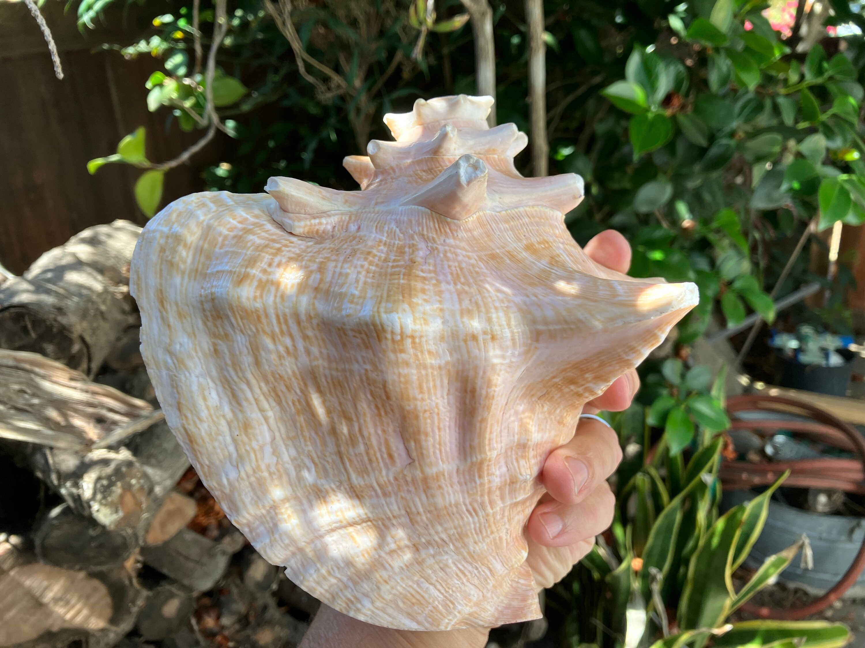 Large Conch Trumpet Natural Mouthpiece | Etsy