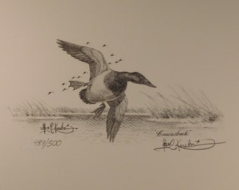 Canvasback Duck Print | Etsy
