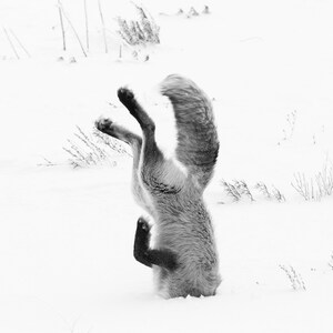 Fox Jump Set of 3 Prints Gallery Wall Nursery Decor Black and White Art ...