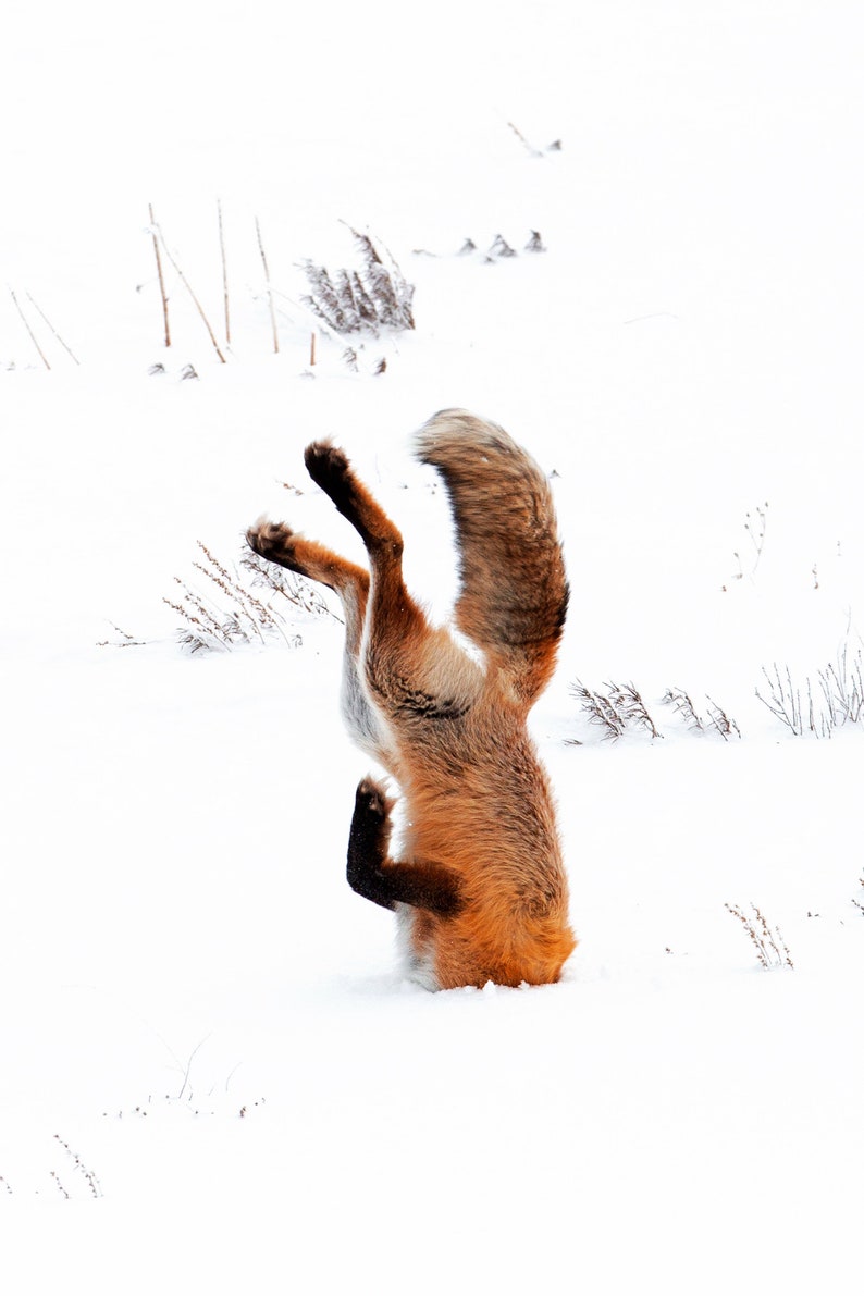 Fox Jump Set of 3 Prints Gallery Wall Nursery Decor Baby Art - Etsy