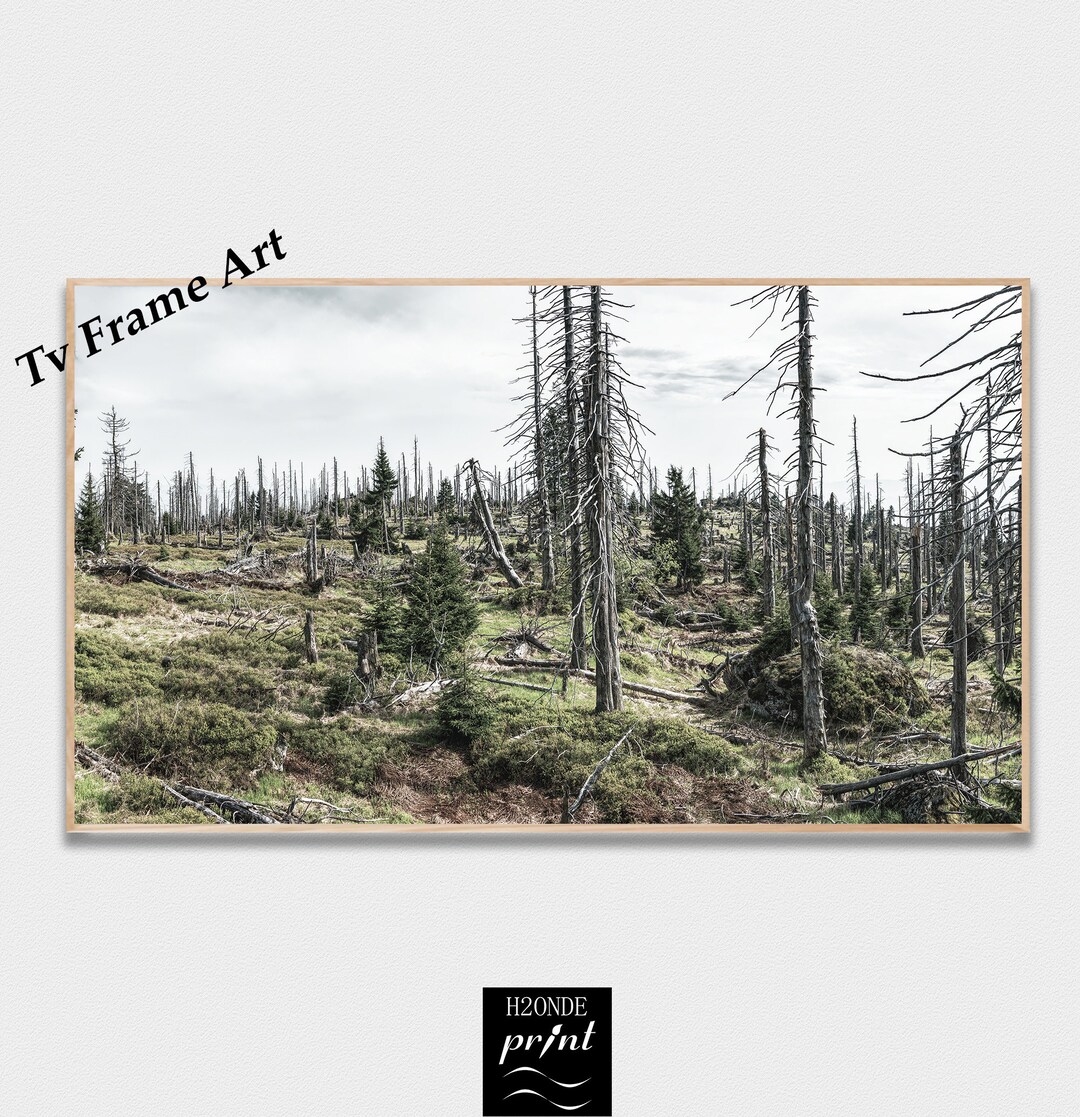 Frame Art Tv Samsung Digital File 4k Jpeg Jpg Gallery Download Forest ...