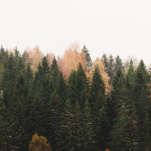 Forest Autumn Fall Wall Art Set of 3 Print Poster Nature - Etsy